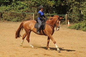 Riding courses | Wimbledon Village Stables