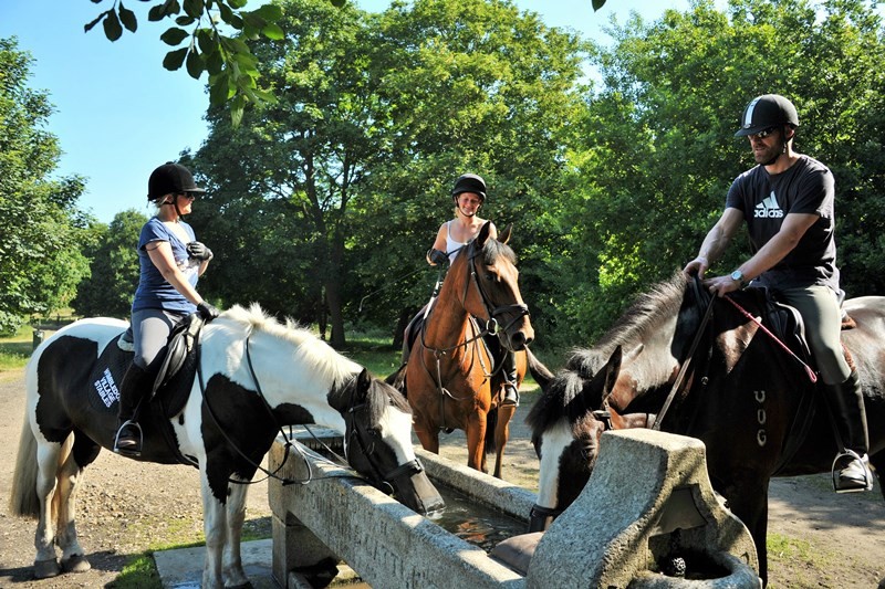 WVS Riding Club Membership – Wimbledon Village Stables