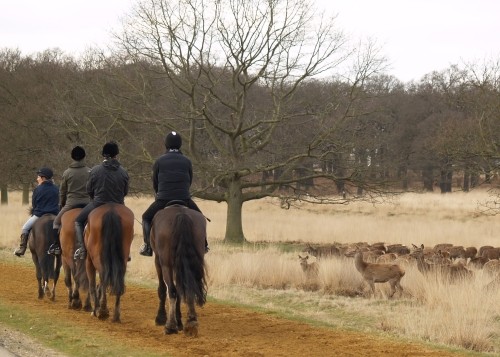Wimbledon Village Stables photo gallery – Wimbledon Village Stables